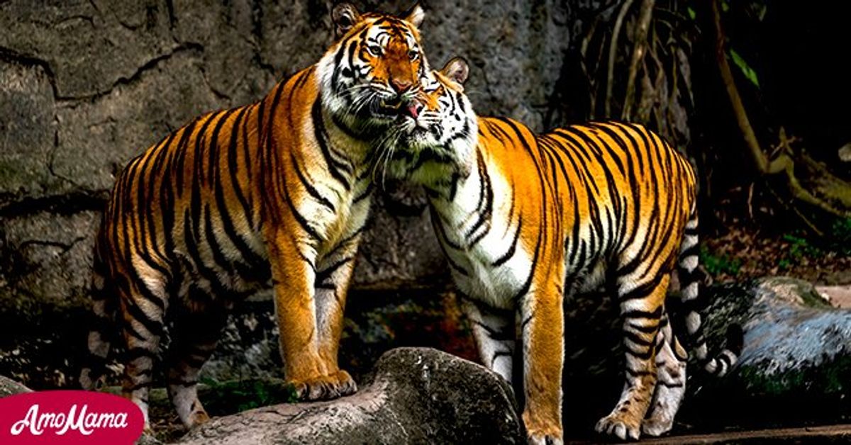 2 Tigers Shot Dead after Escaping from Chinese Zoo and Fatally ...