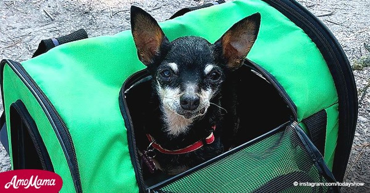 Toothless Dog Helps Dentist to Comfort Patients during His Appointments