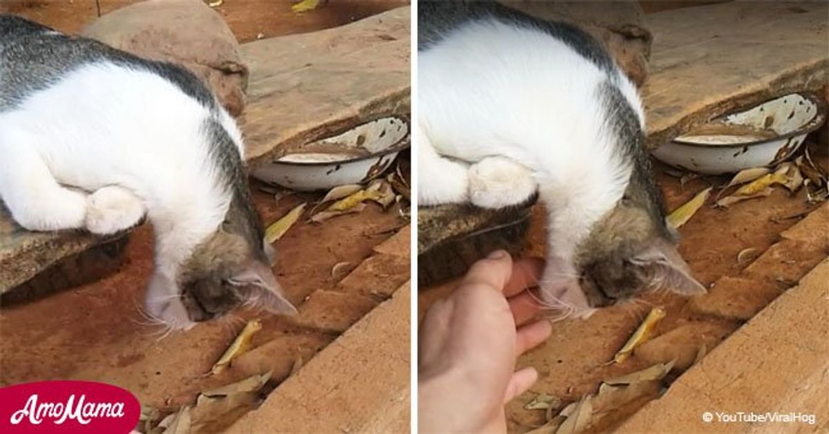 Cat looks completely dead but gives unexpected response when owner ...