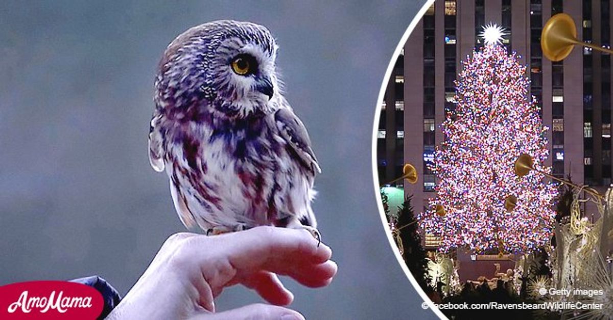 Tiny Owl Rescued from the Rockefeller Center Christmas Tree Is Returned ...