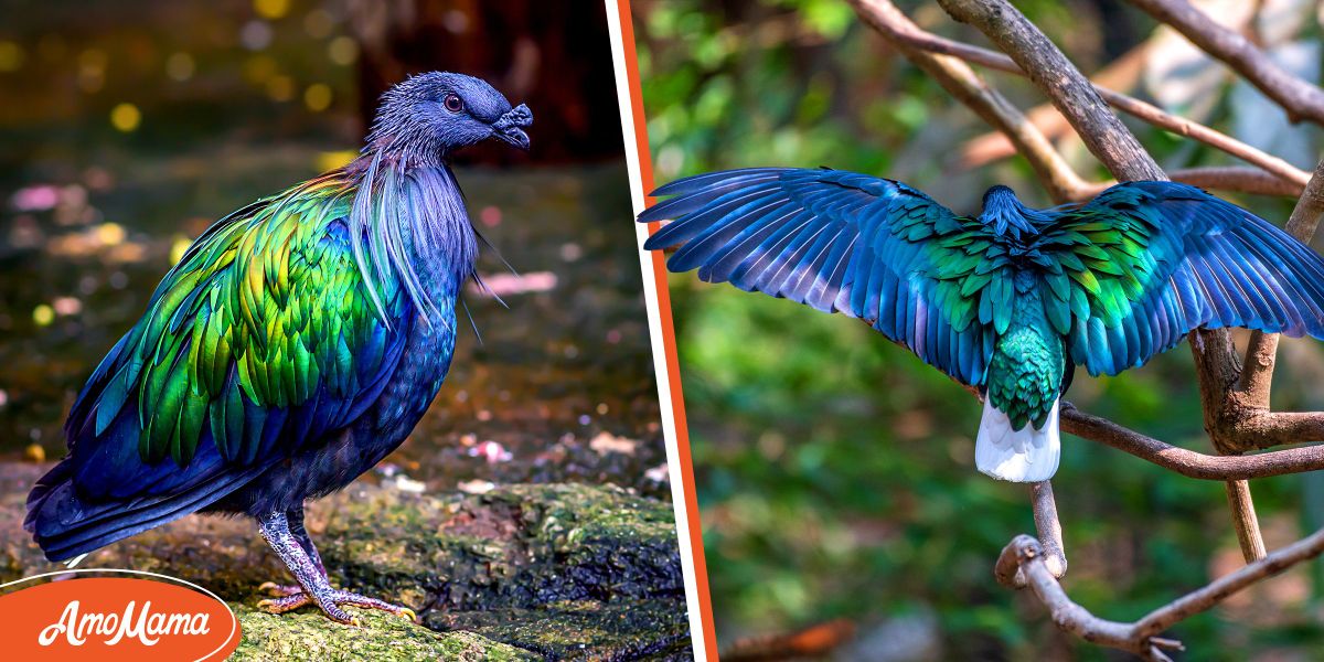 Amazing Nicobar Pigeon Dazzles with Its Charming Rainbow Colors ...