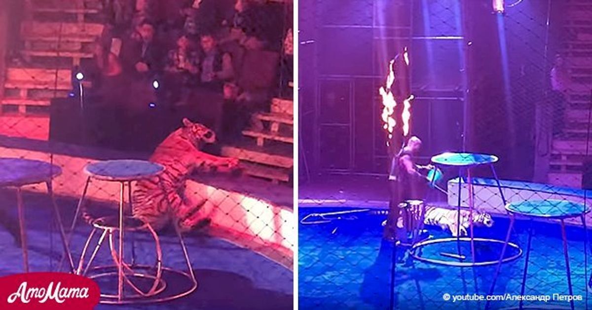 Tiger that collapsed in convulsions at a circus was cruelly dragged and ...