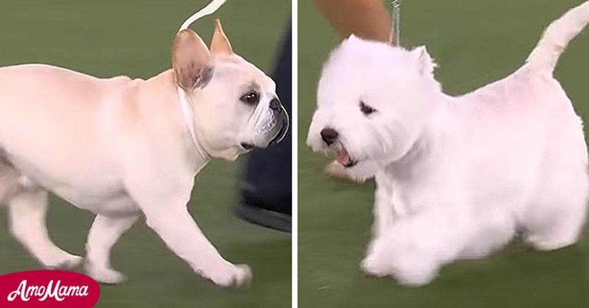 Prettiest Dogs Vied for the Title of 'Best in Show' at the Westminster ...