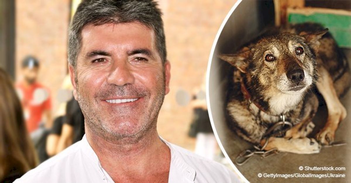 Simon Cowell saves over 200 dogs from being slaughtered with generous ...